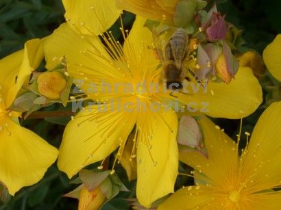 Hypericum olympicum ( syn. polyphyllum ) " Grandiflorum " - třezalka ...