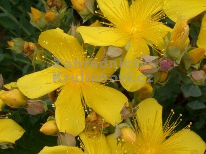 Hypericum olympicum ( syn. polyphyllum ) " Grandiflorum " - třezalka ...
