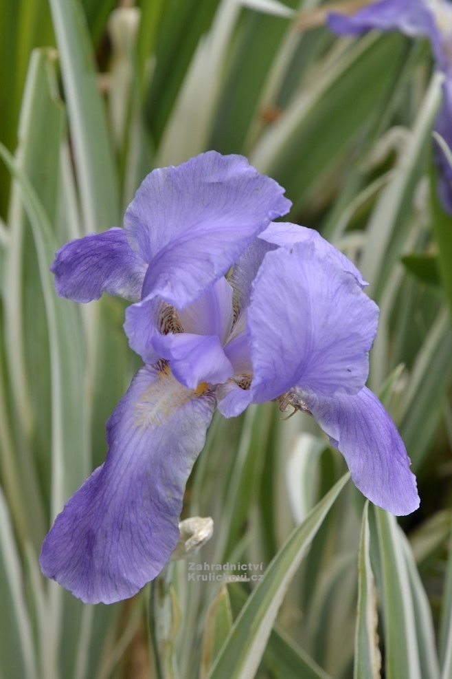 Iris pallida " Albovariegata " - kosatec bledý Zahradnictví Krulichovi - zahradnictví ...