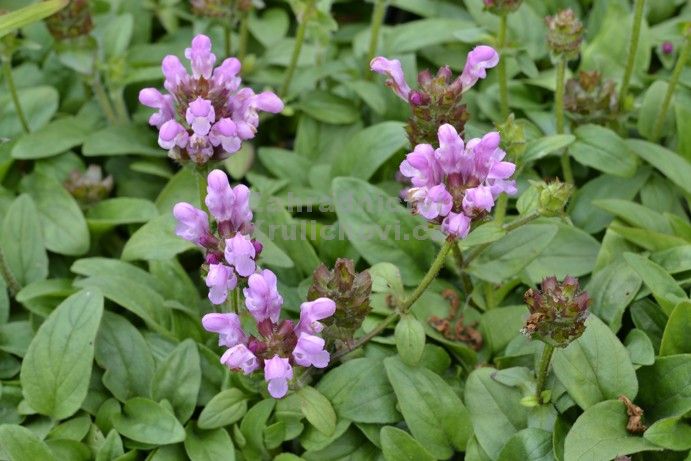 Prunella grandiflora " Loveliness Pink " - černohlávek velkokvětý ...