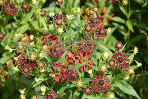 Helenium " Ruby Tuesday " ® - záplevák Zahradnictví Krulichovi ...