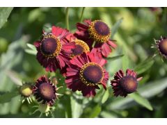 Helenium " Ruby Tuesday " ® - záplevák Zahradnictví Krulichovi ...