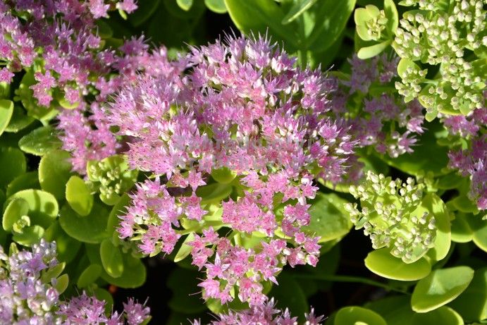 Sedum " Mini Joy " ® - rozchodník Zahradnictví Krulichovi ...