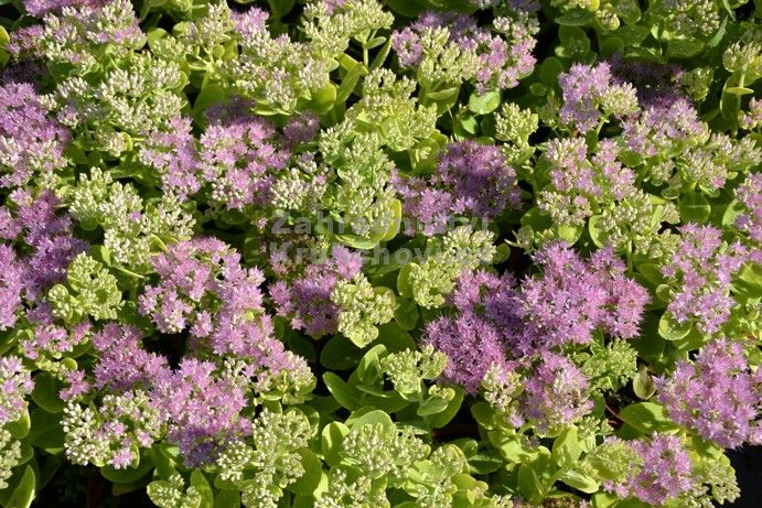 Sedum " Mini Joy " ® - rozchodník Zahradnictví Krulichovi ...
