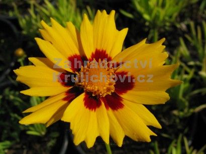 Coreopsis lanceolata " Baby Sun " - krásnoočko Zahradnictví Krulichovi ...