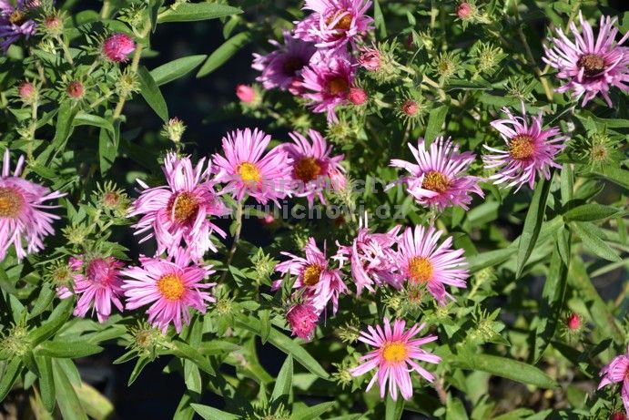 Aster novae - angliae " Rudelsburg " - astra, hvězdnice Zahradnictví ...