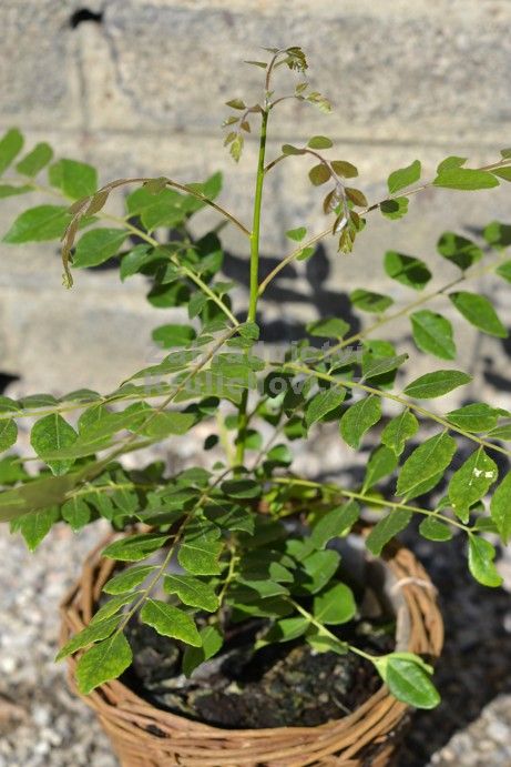 Murraya koenigii - muraja, kari list, kari koření Zahradnictví ...