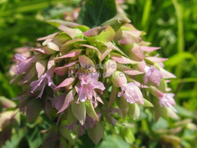 Origanum " Dingle Fairy " - oregáno, dobromysl Zahradnictví Krulichovi ...