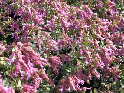 Origanum " Pilgrim " , " Orijam " - oregáno, dobromysl Zahradnictví ...