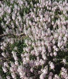 Veronica " Inspire Pink " - rozrazil Zahradnictví Krulichovi ...