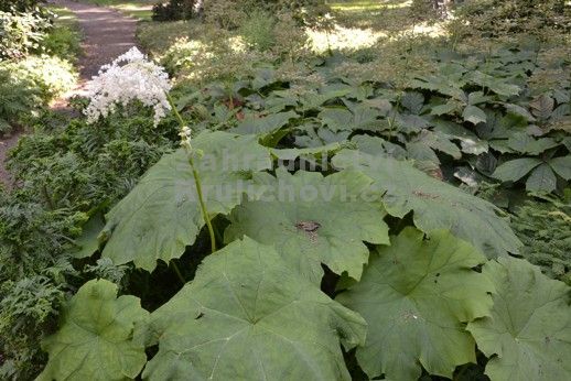 Astilboides tabularis - rodgersia štítnatá ( syn. Rodgersia tabularis ...
