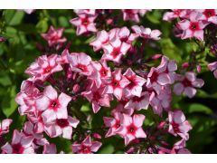 Phlox paniculata " Red Caribbean " ® - flox, plamenka Zahradnictví ...