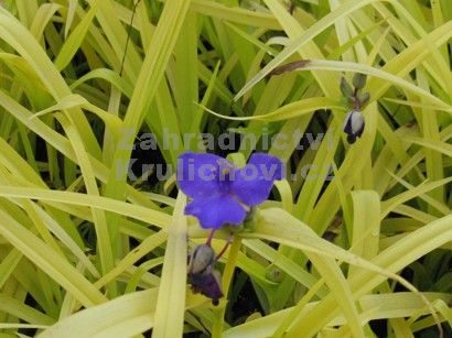 Tradescantia x andersoniana " Sweet Kate " - poděnka, voděnka ...