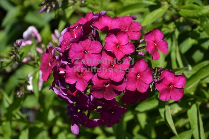 Phlox paniculata " Nicky " - flox, plamenka Zahradnictví Krulichovi ...