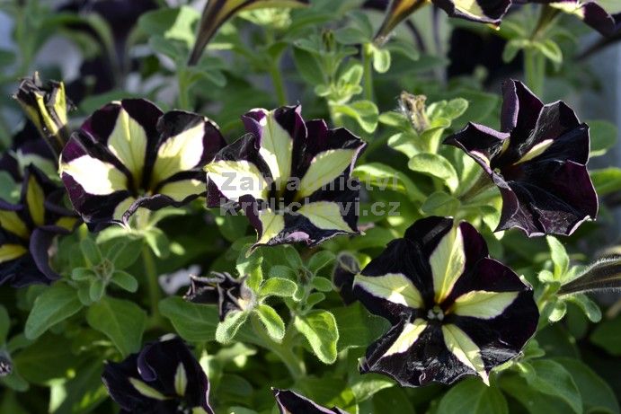 Petunia " Mystical Phantom " ® - petunie Zahradnictví Krulichovi ...
