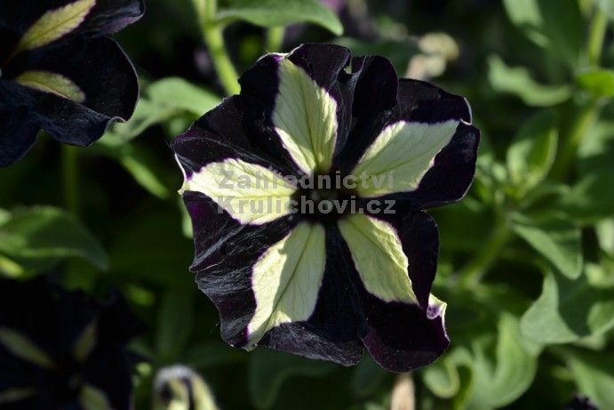 Petunia " Mystical Phantom " ® - petunie Zahradnictví Krulichovi ...