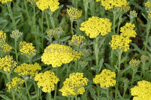 Achillea millefolium " Desert Eve Light Yellow " ™ - řebříček, tzv ...