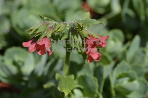 Pulmonaria rubra " Redstart " - plicník červený Zahradnictví Krulichovi ...