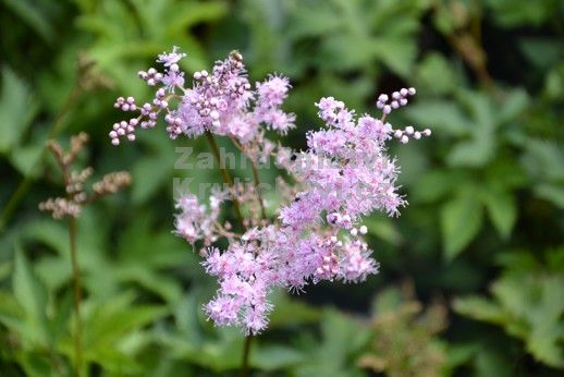 Filipendula palmata " Nana " - tužebník Zahradnictví Krulichovi ...
