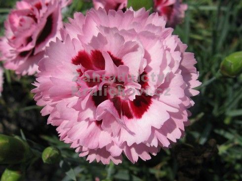 Dianthus " Raspberry Sundae " ® - karafiát, hvozdík Zahradnictví ...