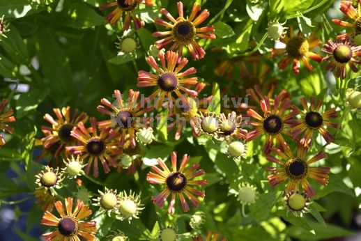Helenium x hybridum " Tie Die " - záplevák Zahradnictví Krulichovi ...