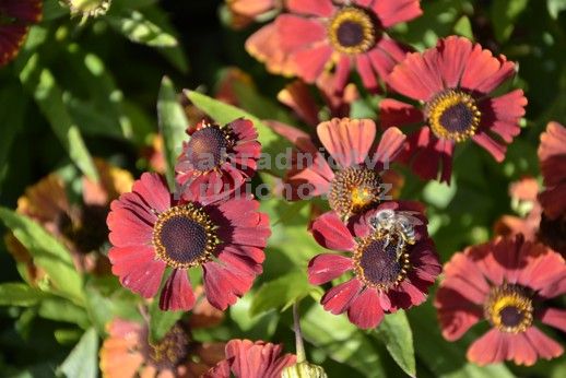 Helenium x hybridum " Red Jewel " - záplevák Zahradnictví Krulichovi ...