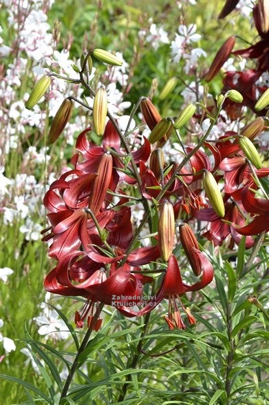 Lilium tigrinum " Red Tiger " - lilie tygrovaná Zahradnictví Krulichovi ...