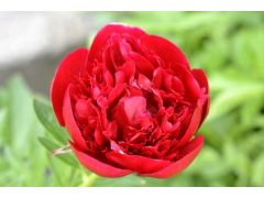Paeonia lactiflora " Red Magic " - pivoňka čínská Zahradnictví ...