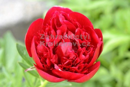 Paeonia lactiflora " Red Magic " - pivoňka čínská Zahradnictví ...