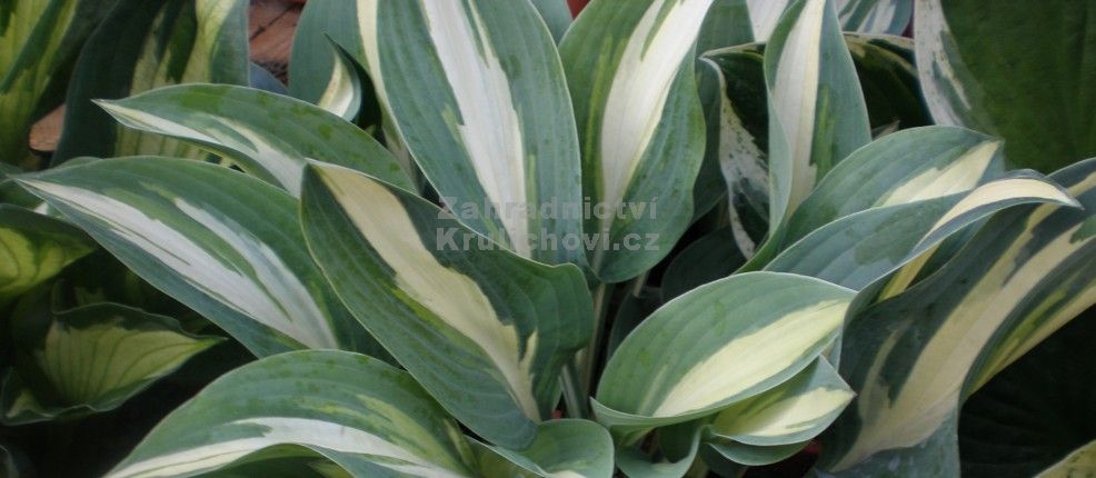 Hosta " Moonstruck " ® - hosta, bohyška Zahradnictví Krulichovi ...