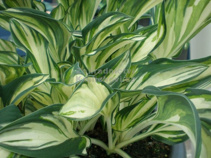 Hosta " Fireworks " ® - hosta, bohyška, funkie Zahradnictví Krulichovi ...