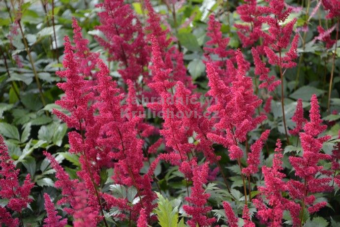 Astilbe japonica " Vesuvius " - čechrava Zahradnictví Krulichovi ...