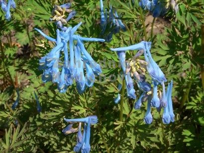 Corydalis elata - dymnivka Zahradnictví Krulichovi - zahradnictví ...