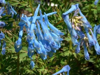 Corydalis elata - dymnivka Zahradnictví Krulichovi - zahradnictví ...
