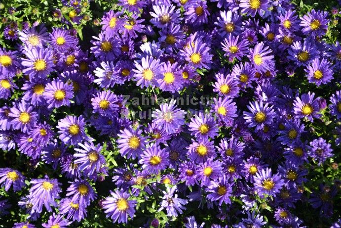 Aster " Samoa " ® - astra, hvězdnice Zahradnictví Krulichovi ...