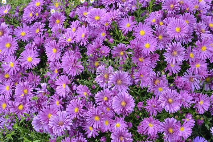 Aster " Tonga " = " Dasfour " ® - astra, hvězdnice Zahradnictví ...