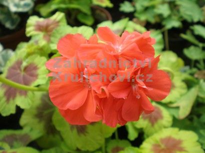 Pelargonium zonale " Occold Shield " - pelargonie, muškát Zahradnictví ...