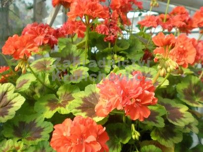 Pelargonium zonale " Occold Shield " - pelargonie, muškát Zahradnictví ...