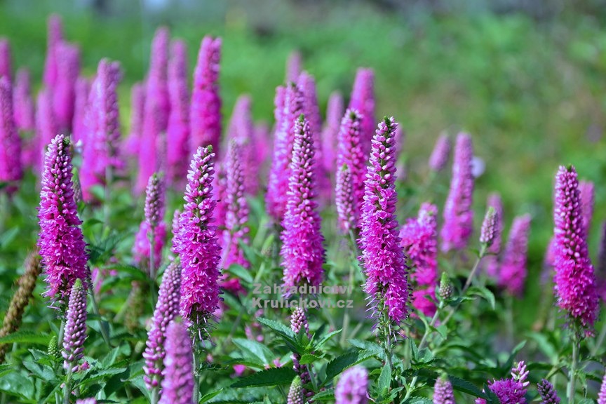 Veronica ( Pseudolysimachion ) " Atomic Red Ray " - rozrazil ...