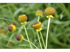 Helenium " Autumn Lollipop " - záplevák Zahradnictví Krulichovi ...