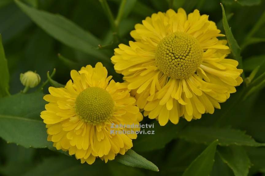 Helenium " Double Trouble " ® - záplevák Zahradnictví Krulichovi ...