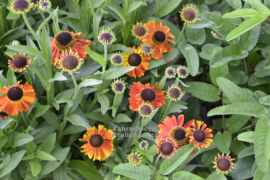 Helenium " Mardi Gras " - záplevák Zahradnictví Krulichovi ...