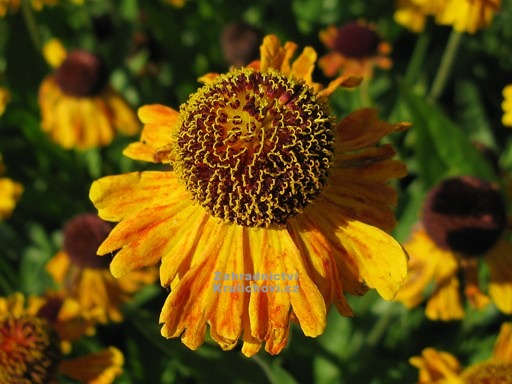 Helenium x hybridum " Wyndley " - záplevák Zahradnictví Krulichovi ...