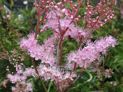 Filipendula palmata " Göteborg " - tužebník Zahradnictví Krulichovi ...