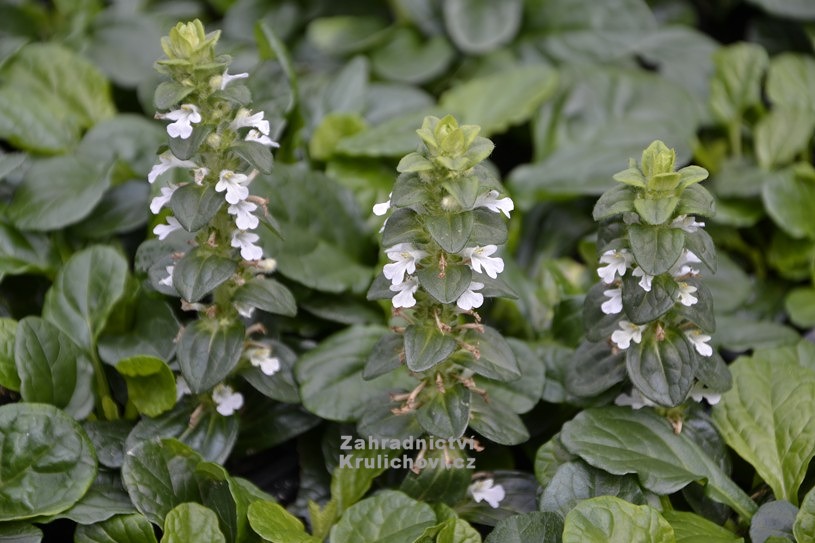 Ajuga reptans " Alba " - zběhovec Zahradnictví Krulichovi ...