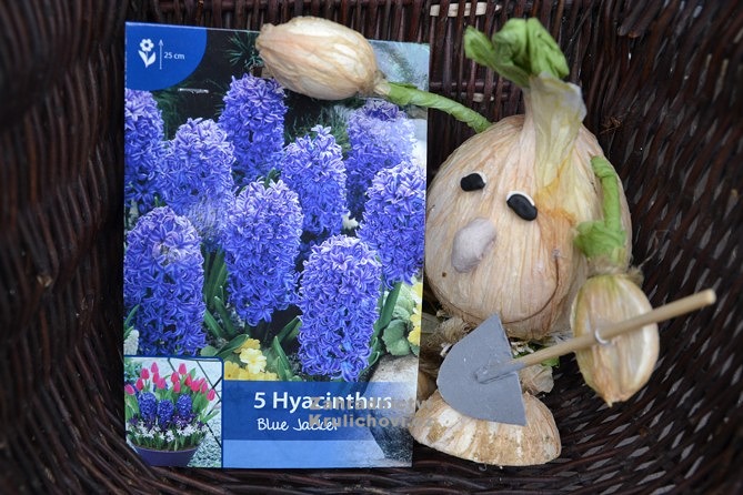 Hyacinthus orientalis " Blue Jacket " - hyacint Zahradnictví Krulichovi ...