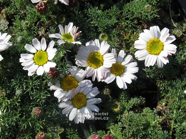 Anacyclus pyrethrum var. depressus - kruhovník rozprostřený ...