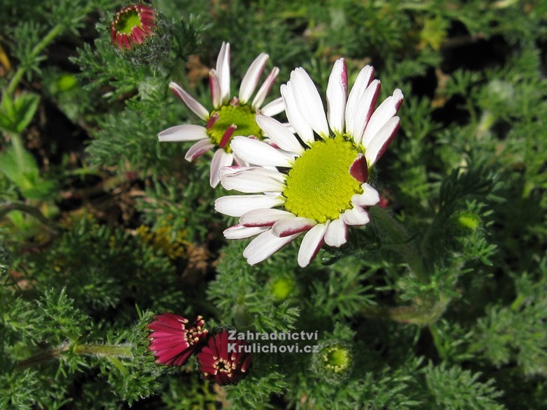 Anacyclus pyrethrum var. depressus - kruhovník rozprostřený ...