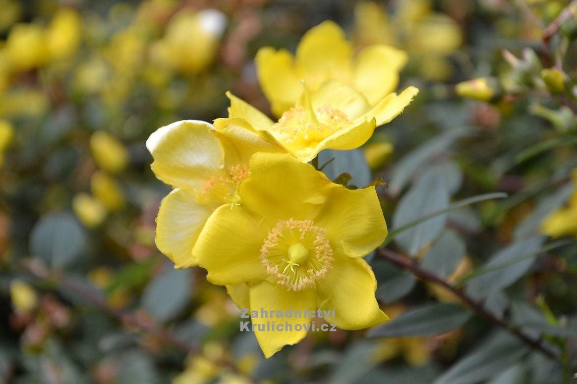 Hypericum calycinum - třezalka kalíškatá Zahradnictví Krulichovi ...