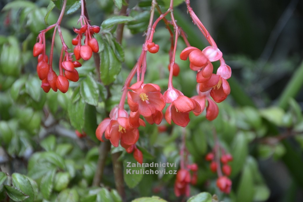 Begonia fuchsioides " Red " - begonie, kysala Zahradnictví Krulichovi ...